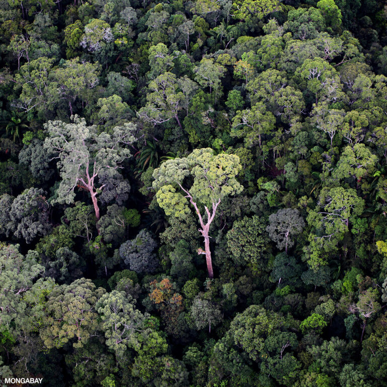 Exploring the Biodiversity of the Amazon Rainforest: How Many Trees Can ...
